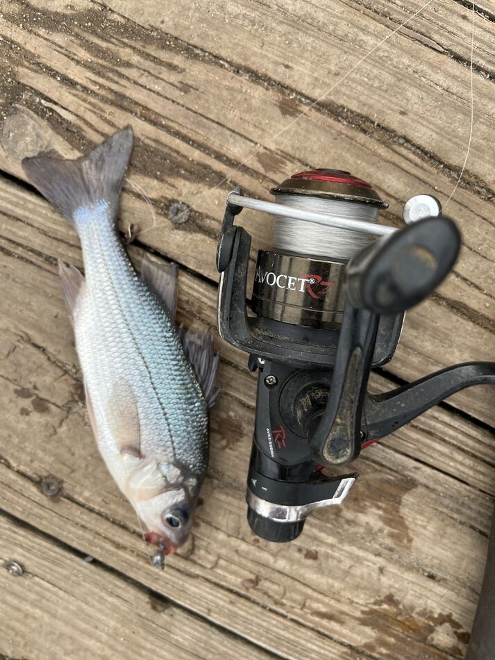 Caught 6 fish 🐠 of 4 species in one spot with the Game Warden: Went ...