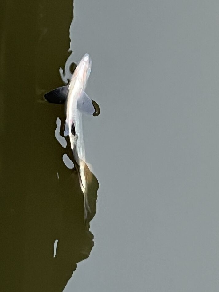 Caught 6 fish 🐠 of 4 species in one spot with the Game Warden: Went ...