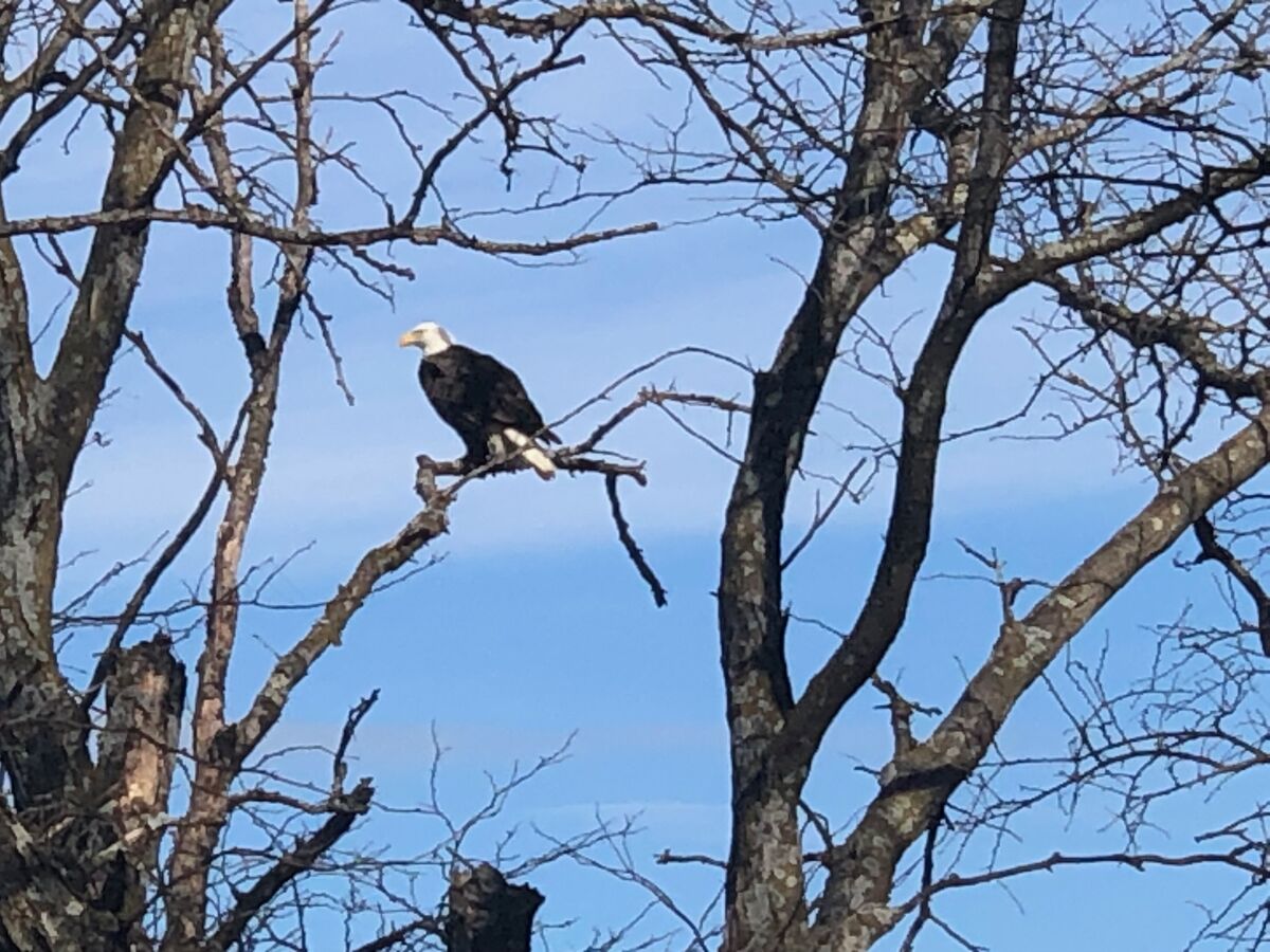 Eagles: Went eagle watching yesterday at lake Perry , Ks We guess we ...