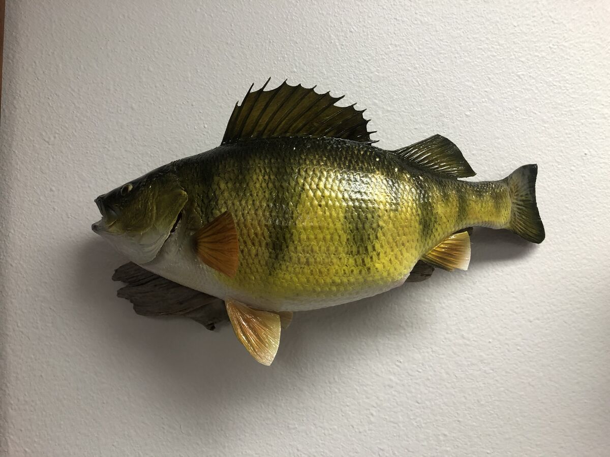 Huge perch: Here’s a giant perch I caught 2 years ago! 2.6 pounds...