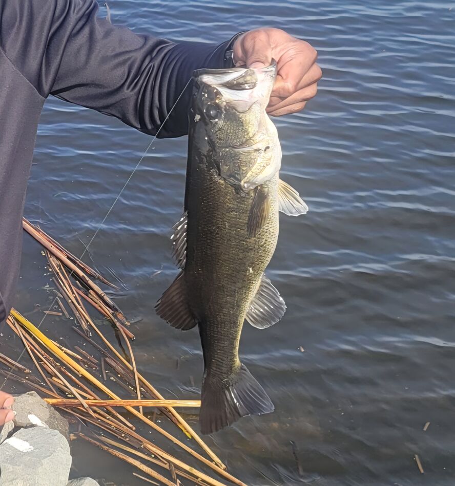 Whiskey slough San Joaquin: Got lucky and pulled this guy up from the ...