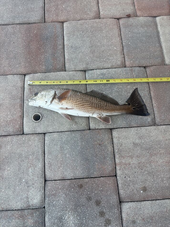 Redfish: Got one in the canal the other day Kind of borderline size so ...