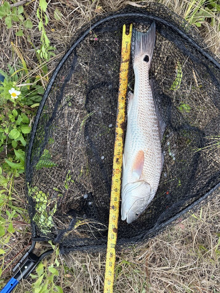 Redfish: Got one in the canal the other day Kind of borderline size so ...