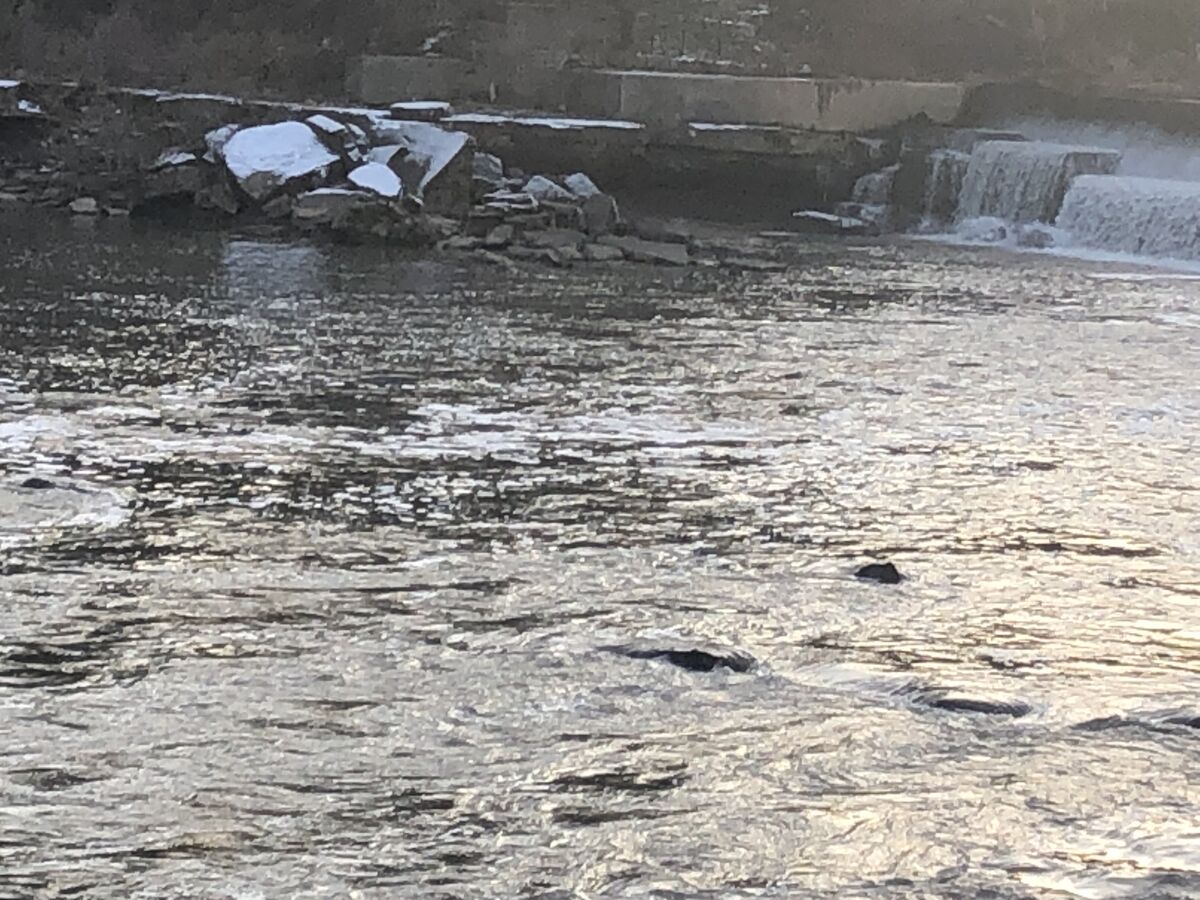 2026 season is under way: I’m starting out with a big fat 🦨 I tried a ...