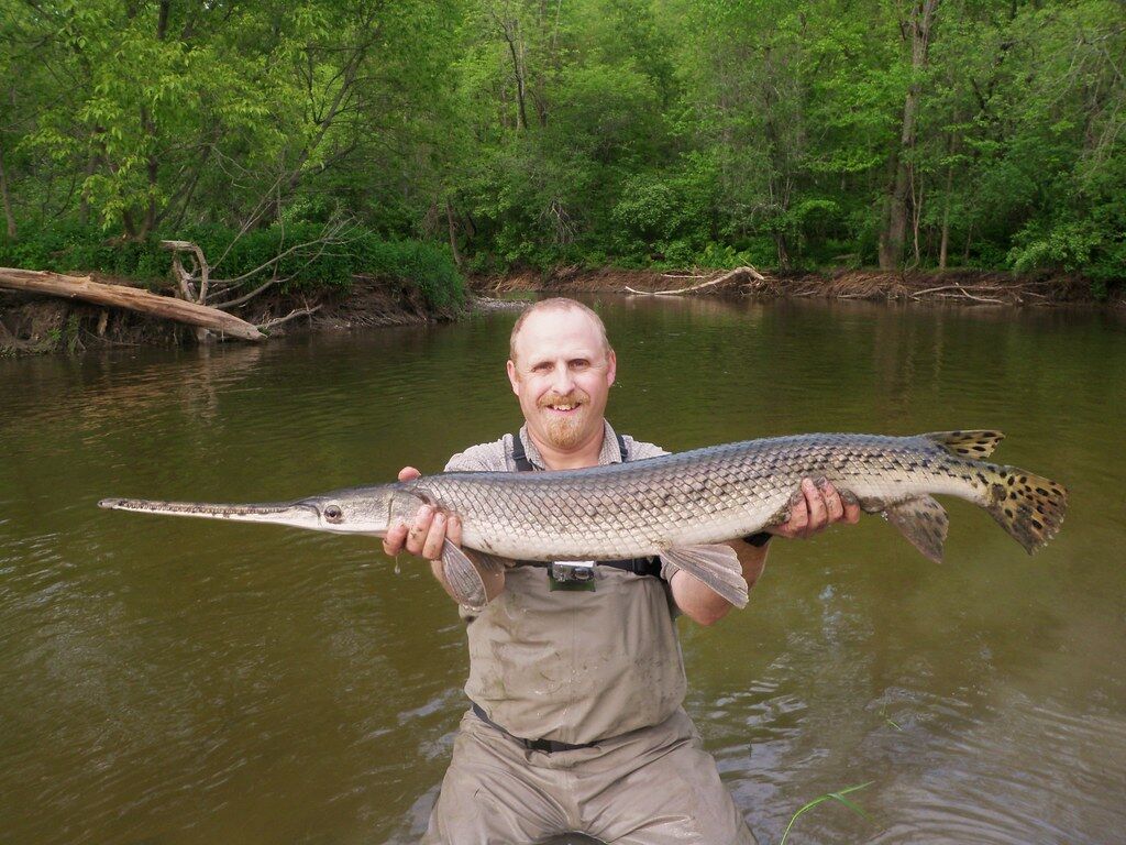 Have any of you ever targeted longnose gar? (Page 2): We normally fish ...