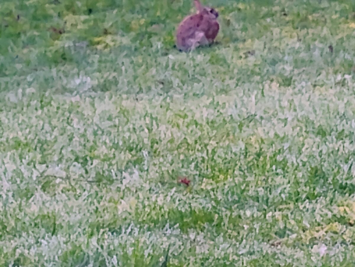 Easter Bunny was late: This morning I awoke to find 3 wild rabbits in ...