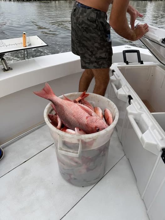 Good day off shore: Great day fishing on the Gulf of America...