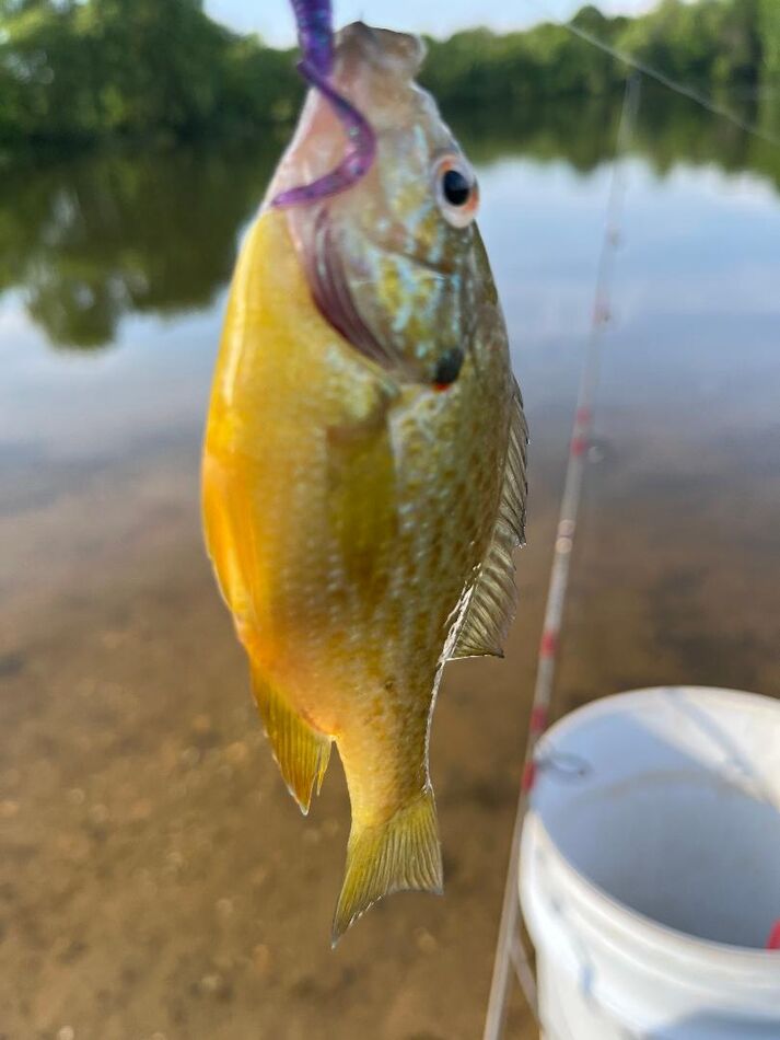 11.5” white perch: Went fishing 🎣 in 90 degrees Dam Site 21 yesterday ...