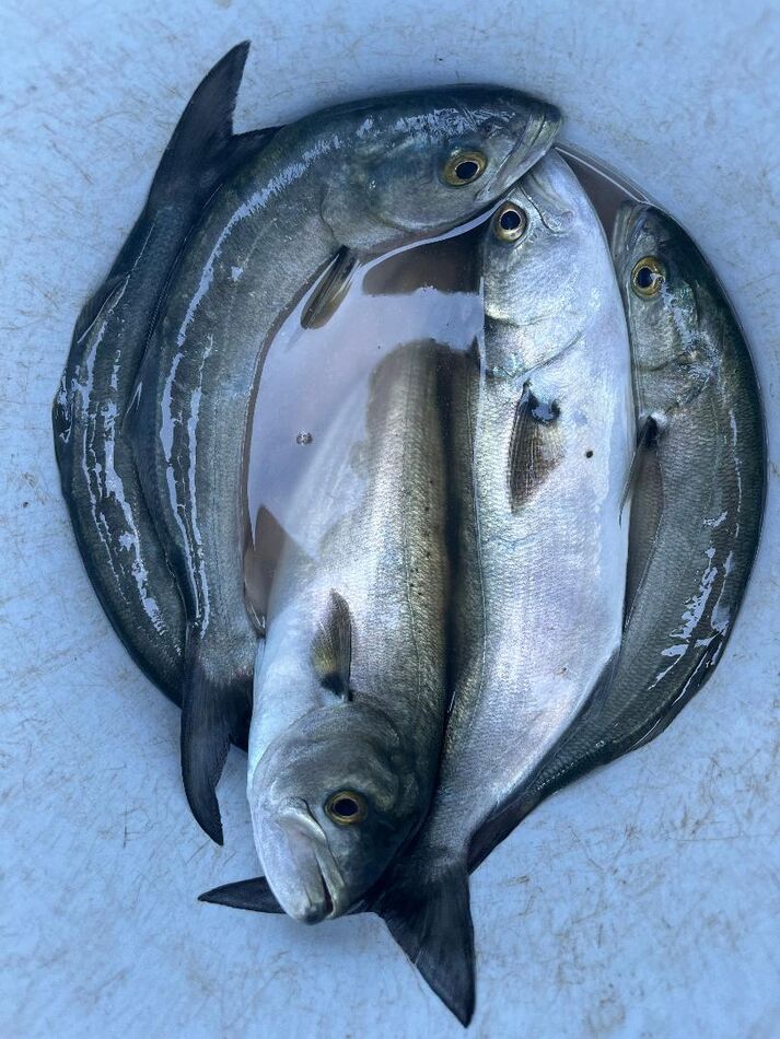 Caught 13 bluefish with 16 casts: Went fishing 🎣 in Manasquan Inlet ...
