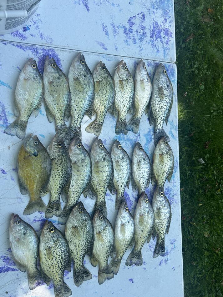 Cleaning fish is the hard part: Catching a mess of fish is a lot of fun ...