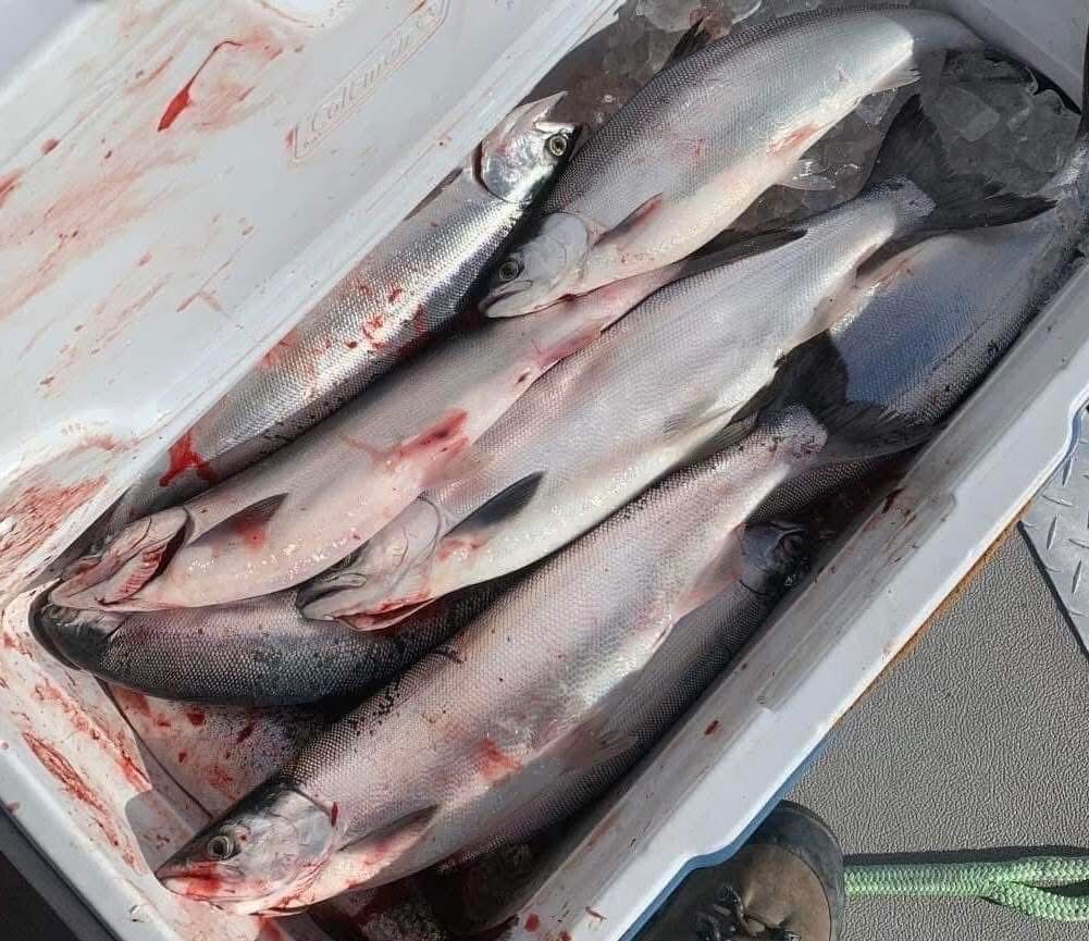 Kokanee Fishing Central Oregon: Well the Koke bit remains consistent ...