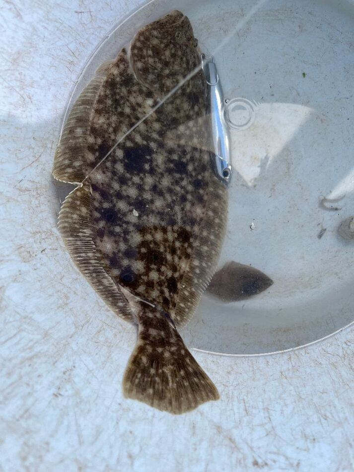 14” fluke regurgitated live 2” fluke: Went fishing 🎣 in Manasquan Inlet ...